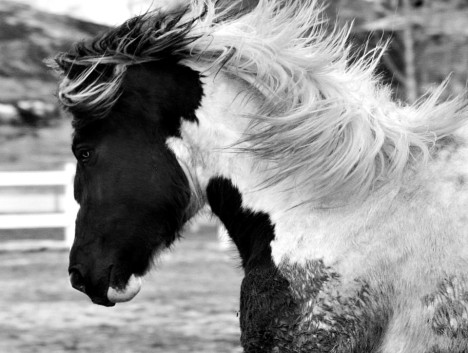 Bildeutfordring: Hest i fart